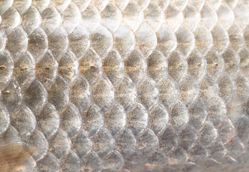 Goldfish Scale Texture Photos - Free & Royalty-Free Stock Photos from ...