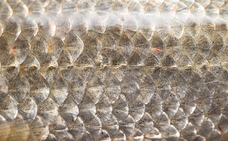 108 Goldfish Fin Texture Stock Photos - Free & Royalty-Free Stock ...