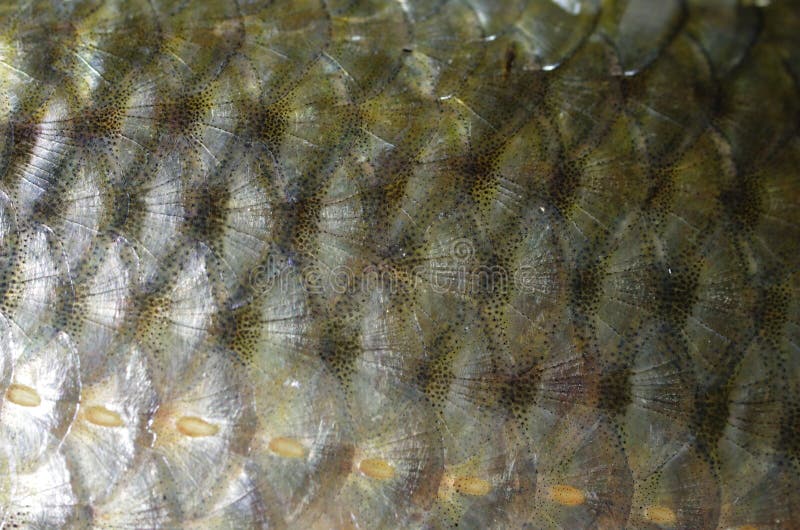 Fish Spa Skin Therapy stock photo. Image of salon, care - 20245368