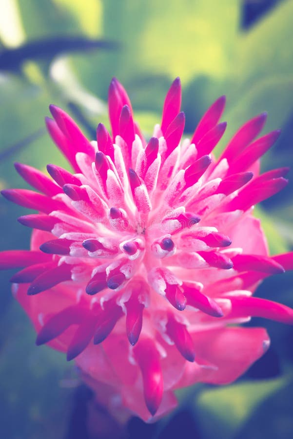 Flower of Aechmea Gamosepala, Bromeliad in the Garden Stock Photo ...