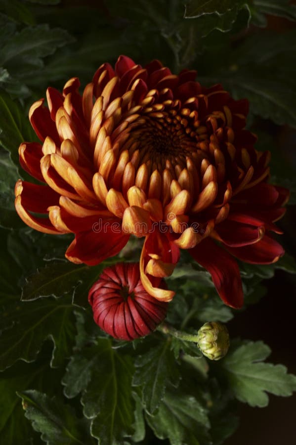 Beautiful Red Chrysanthemum Stock Image - Image of petals, nature ...