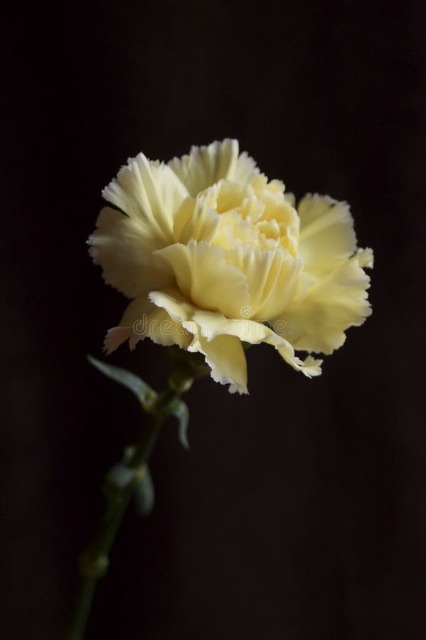 Beautiful yellow carnation stock image. Image of freshness - 141691551