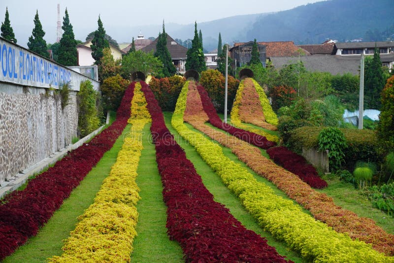 Background of Flower Garden Fully Color Stock Photo - Image of blurred ...