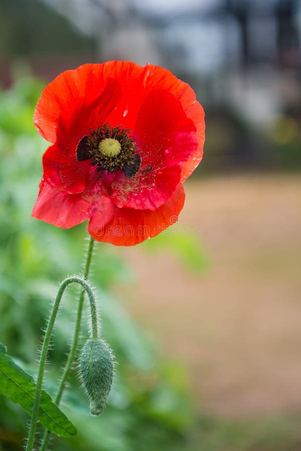Background Flower Opium Poppy Red Stock Image - Image of papaver, green ...
