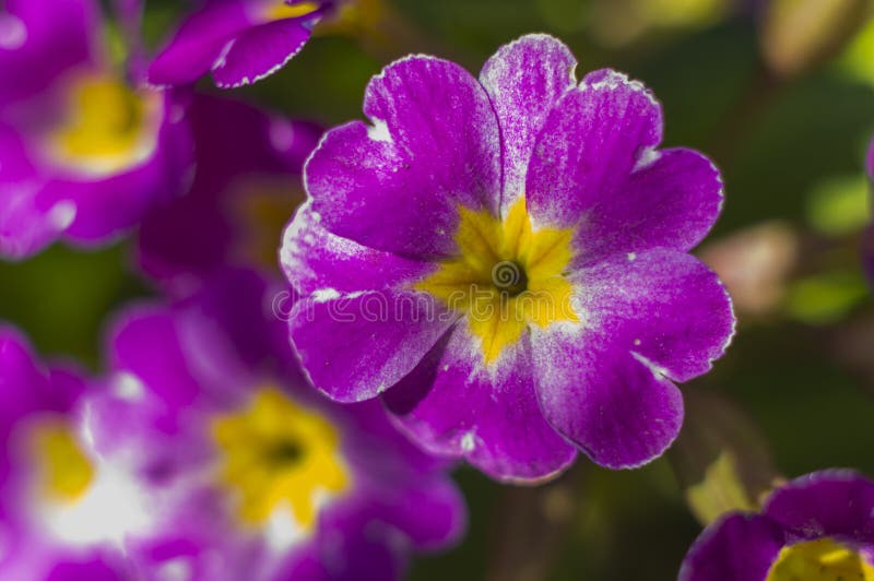 Background flower primrose stock photo. Image of flora - 92515070