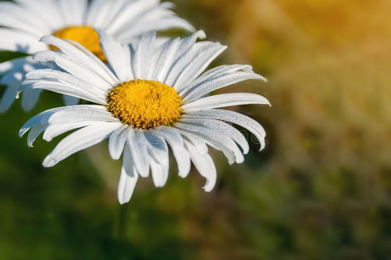 Background with Flower White Large Daisy with Place for Your Text ...