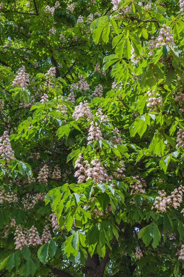Branches of a Chestnut Tree with Fruits in the Bush Stock Image - Image ...