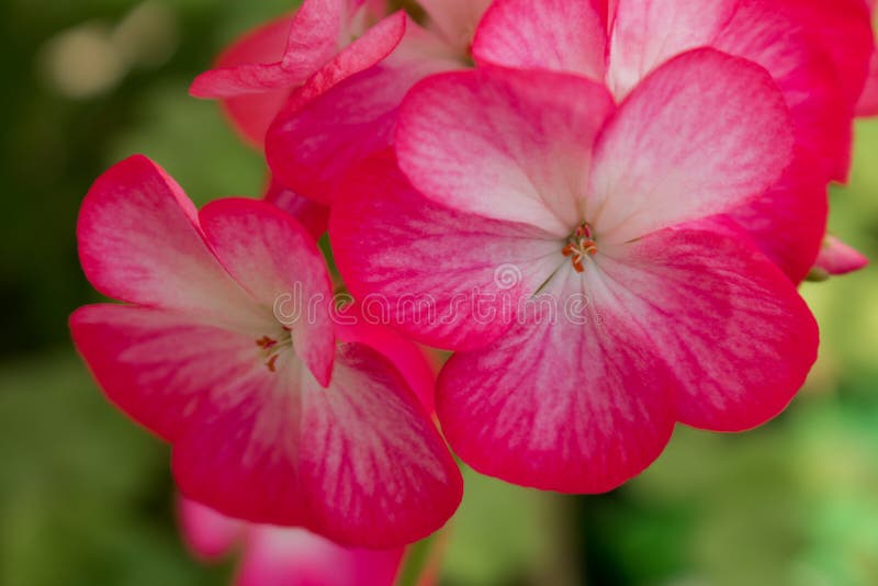 Raspberry flowers stock image. Image of flowers, background - 119171013