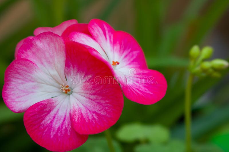 Raspberry flowers stock photo. Image of heads, macro - 119171288