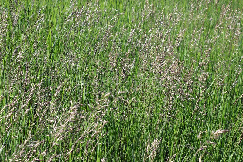 Background of Flowering Weeds Stock Photo - Image of natural, meadow ...