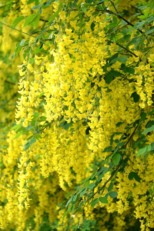 Background From Flowers Of A Golden Shower Laburnum Anagyroides Medik