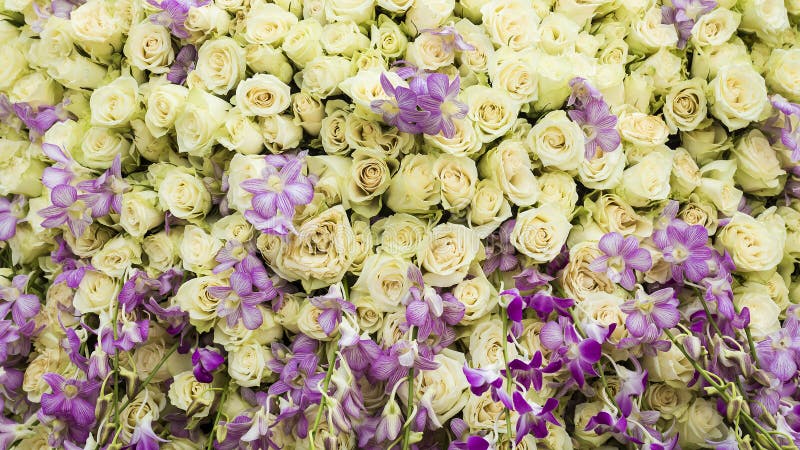 Background of Flowers Roses and Orchids Stock Image - Image of garden ...