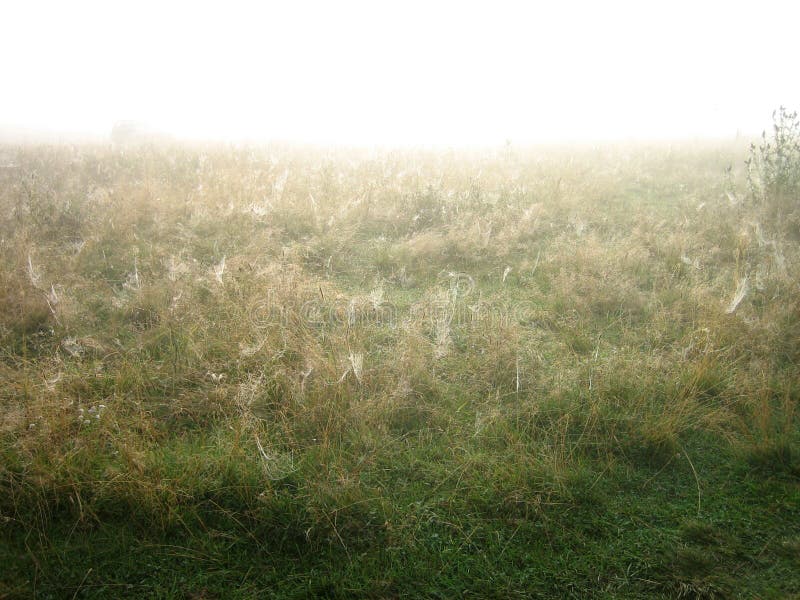Background with Fog on the Field in the Morning, Horizontal View. Stock ...