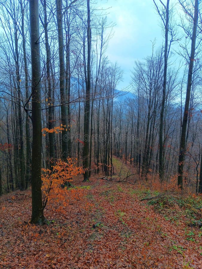 Background Forest. Beech Forest. Wilderness Vegetation. Wilderness ...