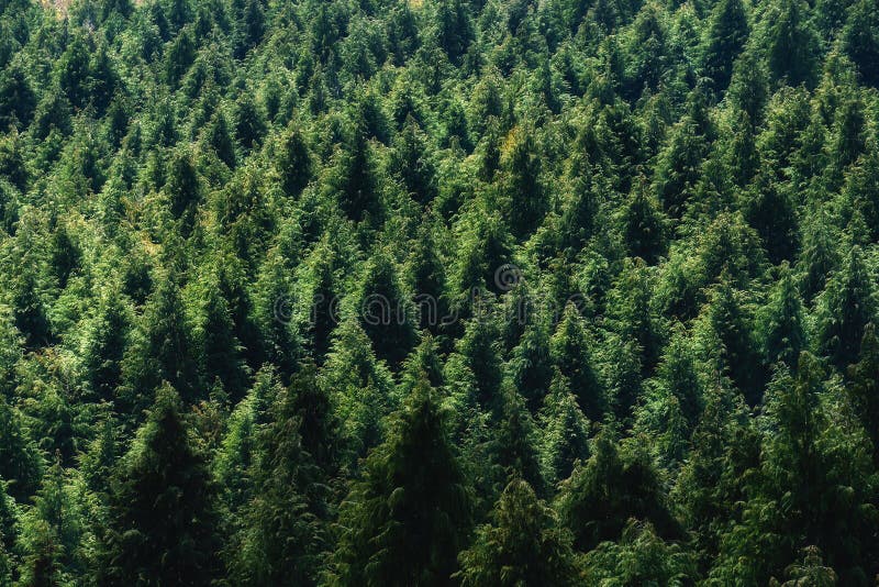 Background of Forest with Conifer Pattern Stock Image - Image of ...