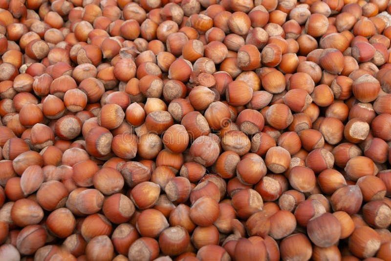 Background of Forest Hazelnuts.Hazelnuts Close-up. Hazelnut Stock Image ...