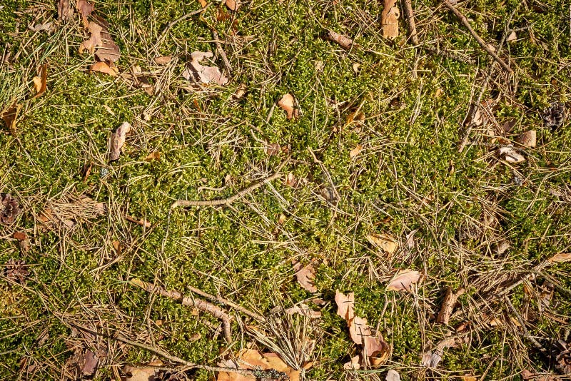 Background with Forest Mulch with Moss and Dry Twigs Stock Image ...