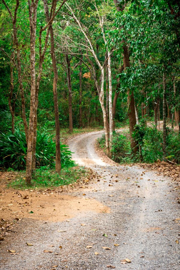 Dry Forest Pathway Nature Background Stock Photo - Image of environment ...