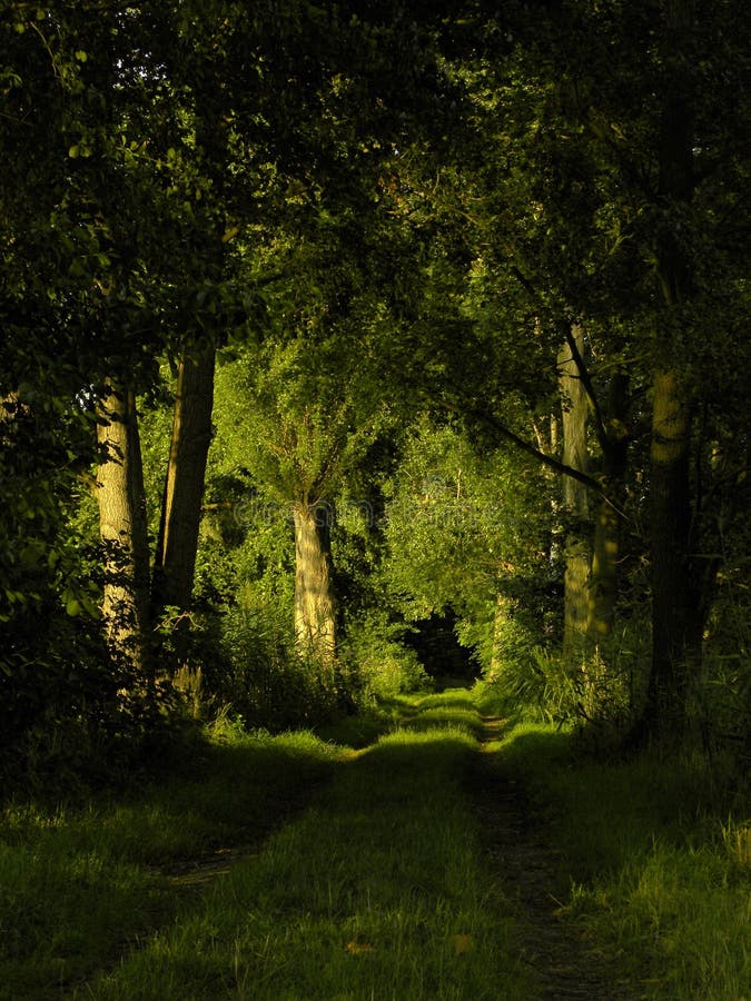 Background with Forest Road Full of Fresh Greenery. Stock Image - Image ...