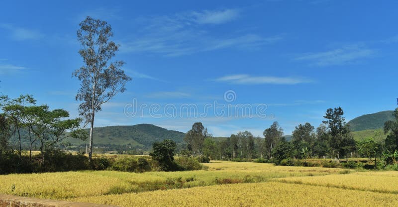 Background Forest Spreading Mountain Farming Rice Field Background ...