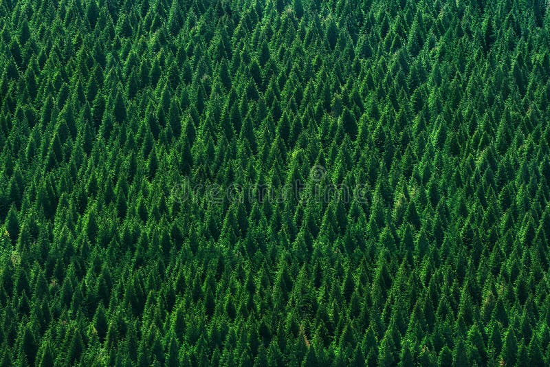 Background of Forest with Trees Pattern Stock Image - Image of backdrop ...