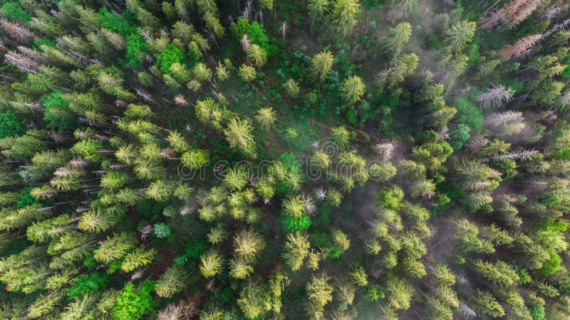Background Forest View from Above, Green Forest Nature Texture. Pine ...