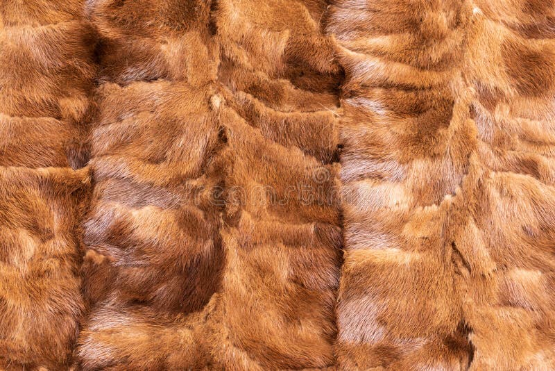 Background in the Form of Natural Pieces of Mink Fur Brown Color Stock ...
