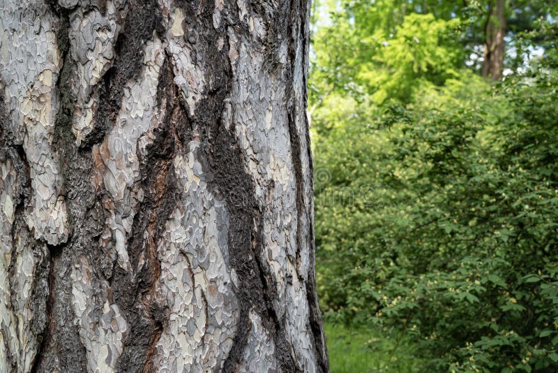 Background in the Form of Original Tree Bark Stock Photo - Image of ...