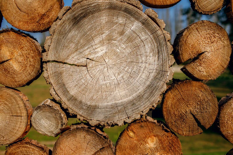 Background in the Form of a Stump Texture, a Cut of a Tree Stock Photo ...