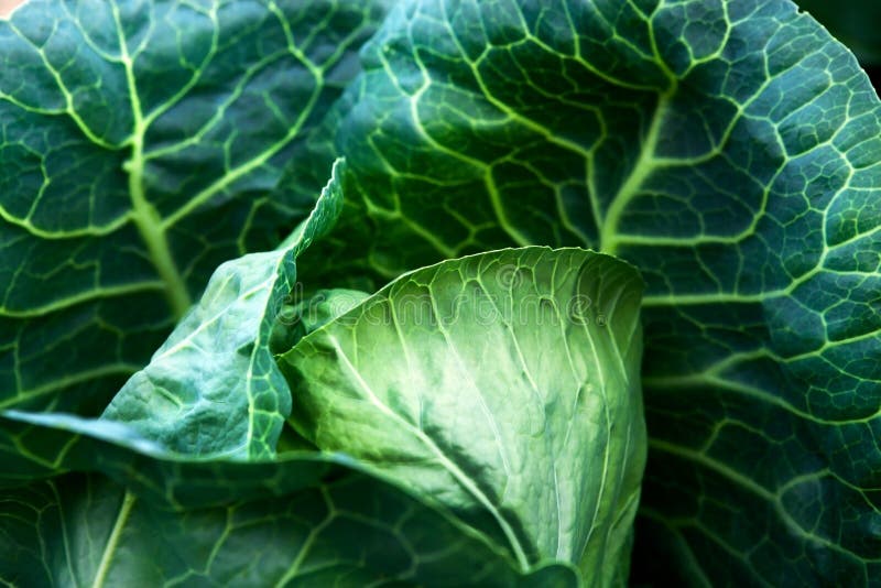 Background in the Form of a Texture of a Fresh Cabbage Leaf. Stock ...