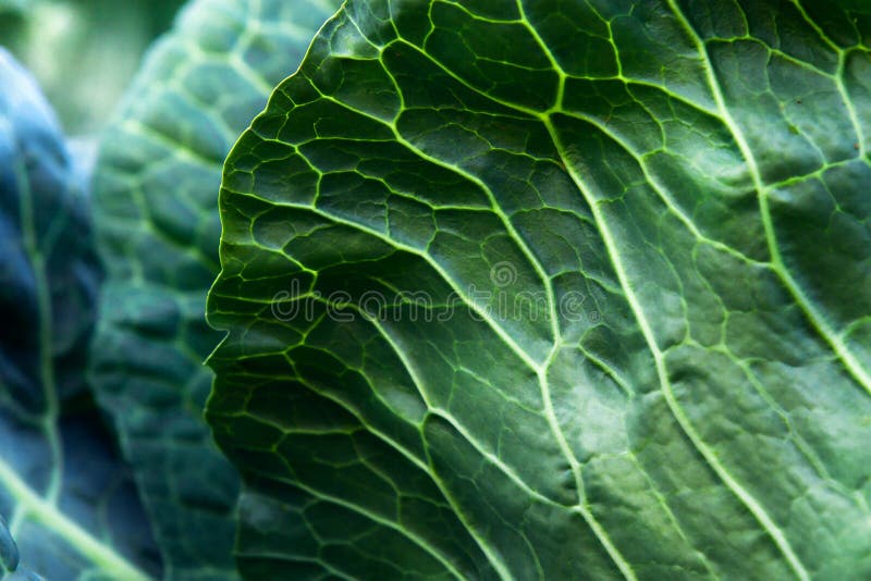 Background in the Form of a Texture of a Fresh Cabbage Leaf. Stock ...