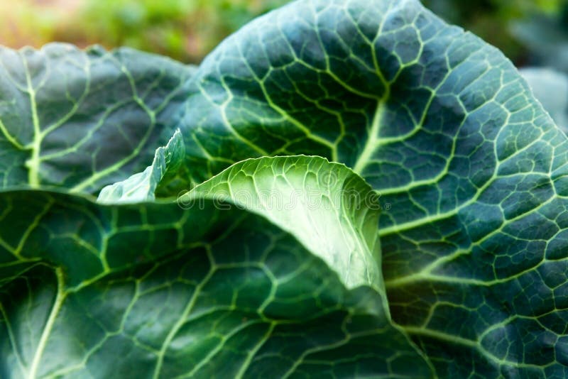 Background in the Form of a Texture of a Fresh Cabbage Leaf. Stock ...