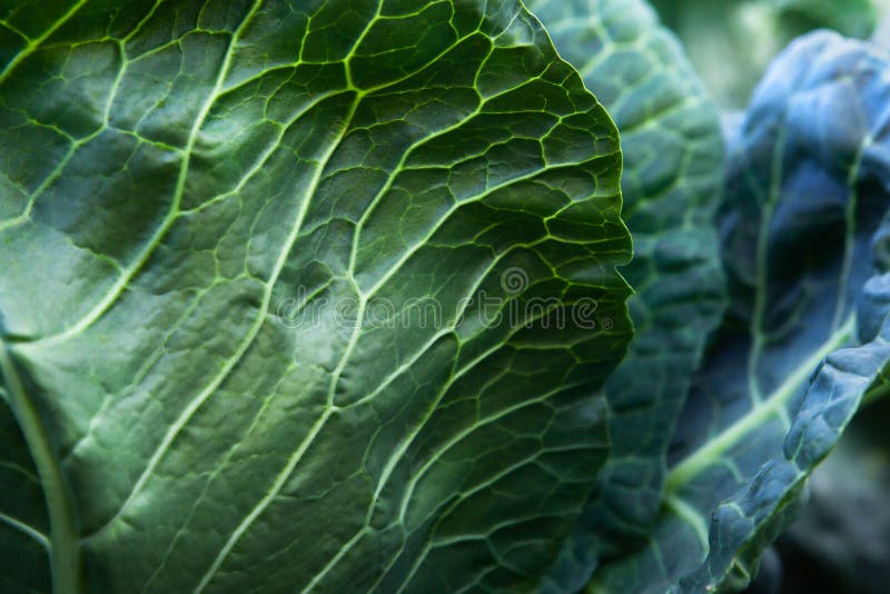 Background in the Form of a Texture of a Fresh Cabbage Leaf. Stock ...