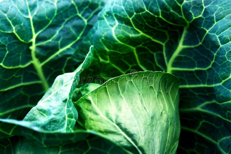 Background in the Form of a Texture of a Fresh Cabbage Leaf. Stock ...