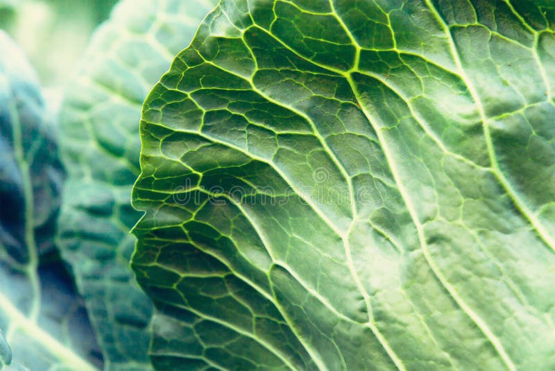 Background in the Form of a Texture of a Fresh Cabbage Leaf. Stock ...