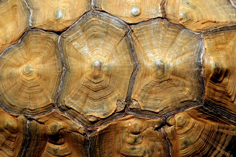 Tortoise shell ornament stock photo. Image of religion - 185823594