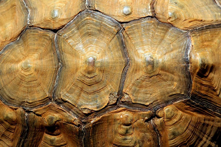 Tortoise shell ornament stock photo. Image of religion - 185823594