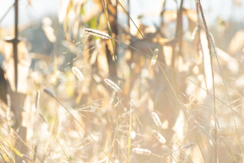 Background of Foxtail Barley Grass at Sunrise Stock Photo - Image of ...