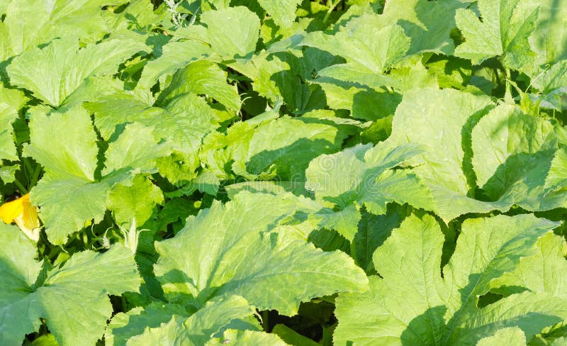 Background of a Field of Vegetable Marrow Stock Image - Image of leaves ...