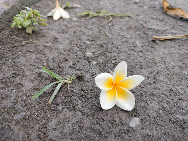 Frangipani Flowers on the Ground Stock Image - Image of bright ...