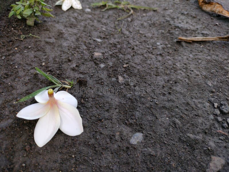 Frangipani Flowers on the Ground Stock Image - Image of beautiful ...