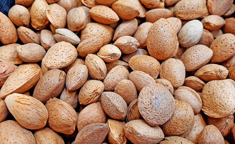 Background of Fresh Almonds with Shell in Bulk Stock Photo - Image of ...