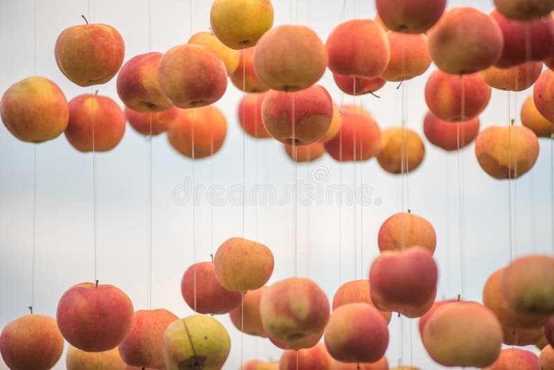 Apples hanging on string stock photo. Image of juicy - 123233188