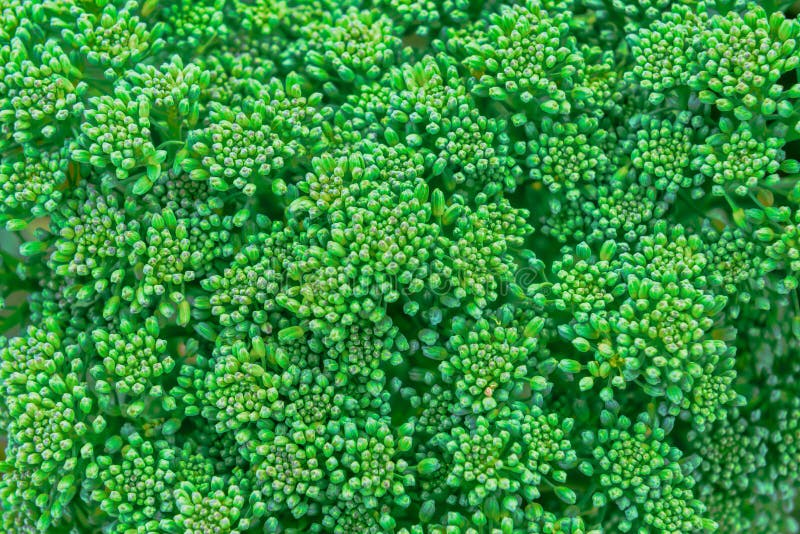 Background of Fresh Broccoli Stock Image - Image of broccoli, cooking ...
