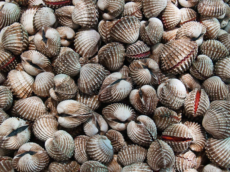 Shellfish stock photo. Image of tropical, food, marine - 18981808