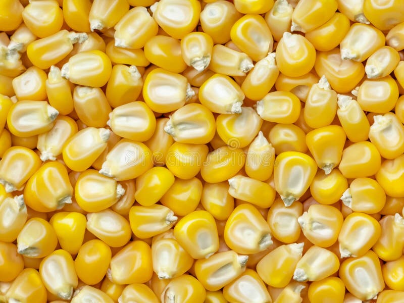 Background of Fresh Corn Grains Stock Image - Image of sweetcorn ...