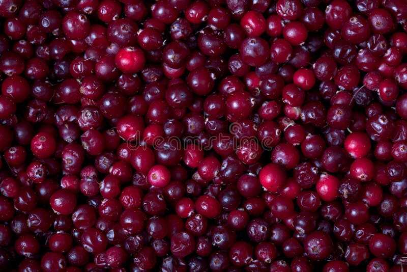 Background of Fresh Cranberries Stock Photo - Image of berry, close ...