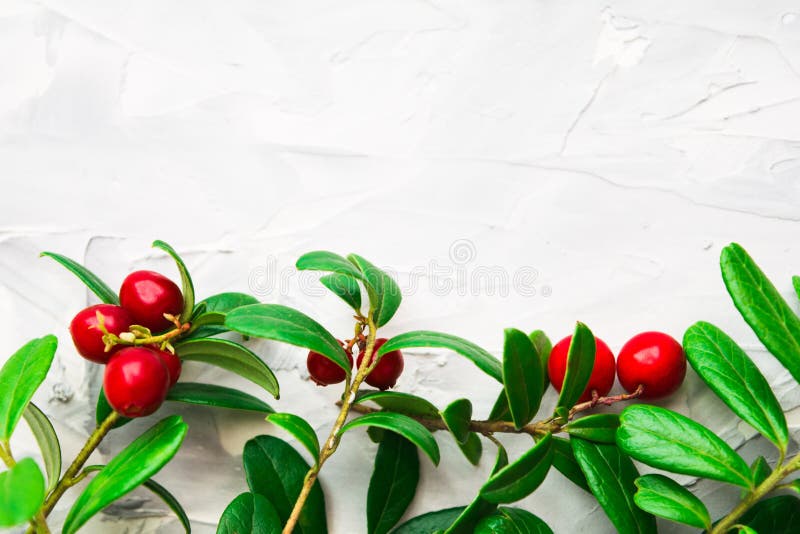 Background with Fresh Cranberry on Branch with Copy Space Stock Photo ...