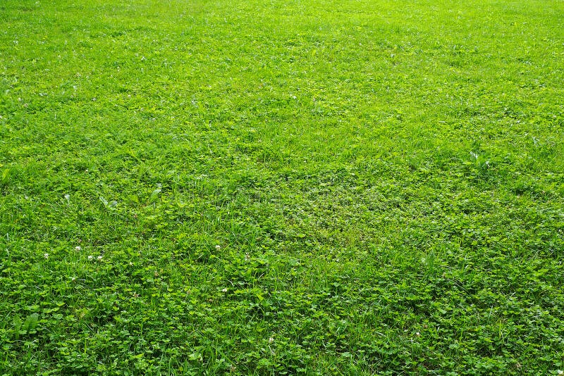 Background of Fresh Cut Grass Stock Image - Image of landscaped, mowing ...