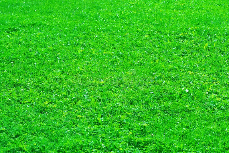 Background of Fresh Cut Grass Stock Image - Image of environment ...